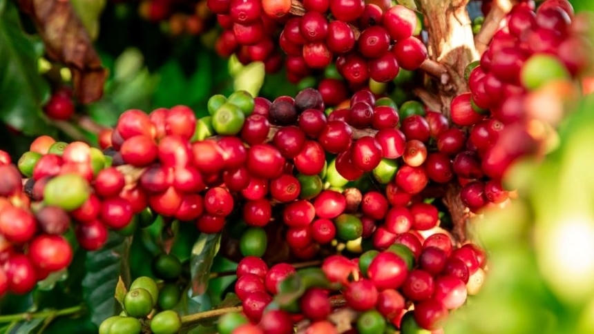 Giá cà phê tăng mạnh, hồ tiêu neo cao, thị trường lúa gạo ổn định